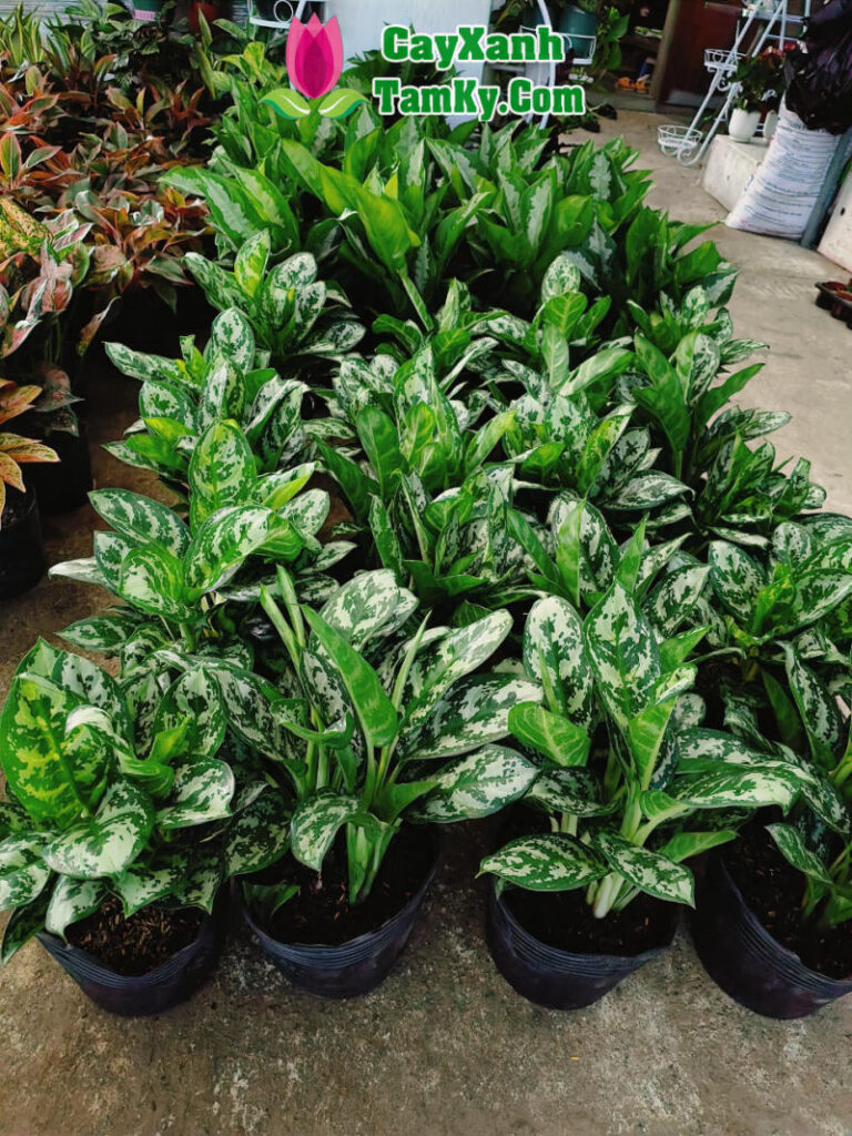 Cây thanh hậu - Đặc điểm, giá bán, ý nghĩa, công dụng, cách trồng và chăm sóc cây thanh hậu ...