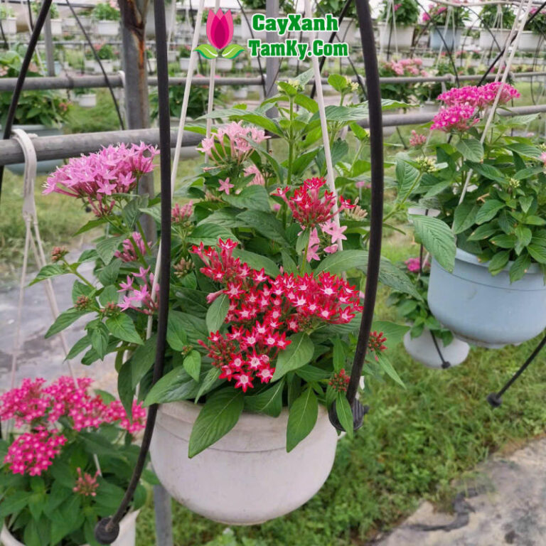 Cây hoa mào gà - Đặc điểm, giá bán, ý nghĩa, công dụng, cách trồng và ...