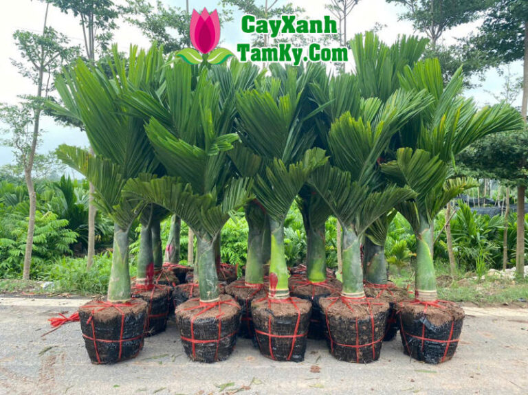 Cây cỏ lau - Đặc điểm, ý nghĩa, công dụng, cách trồng và chăm sóc cây ...