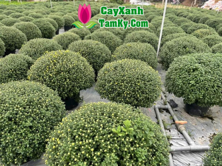 Cây cúc mâm xôi - Đặc điểm, ý nghĩa, công dụng, cách trồng và chăm sóc ...