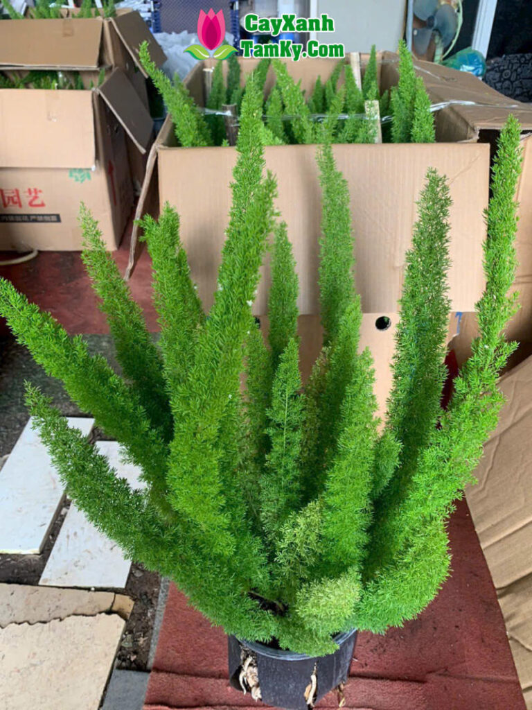 Cây đuôi chồn - Đặc điểm, ý nghĩa, công dụng, cách trồng và chăm sóc ...