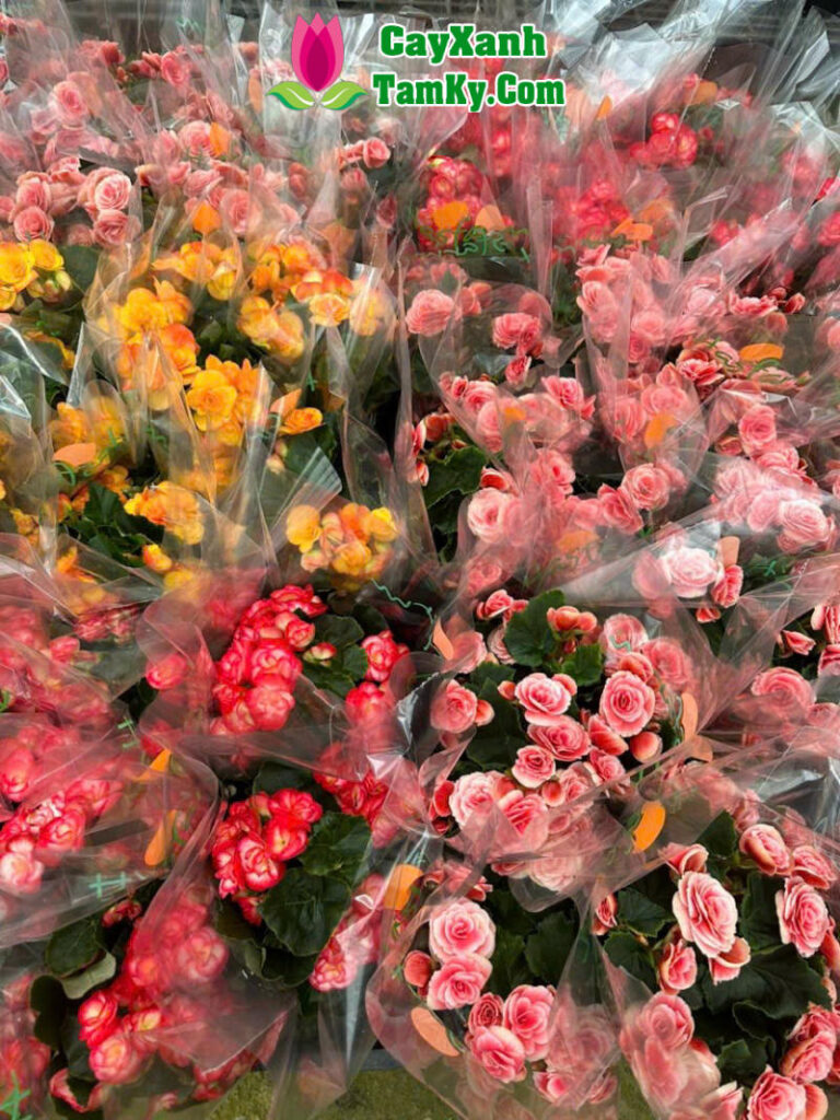 Hoa thu hải đường - Đặc điểm, ý nghĩa, công dụng, cách trồng và chăm sóc hoa thu hải đường - Cây ...