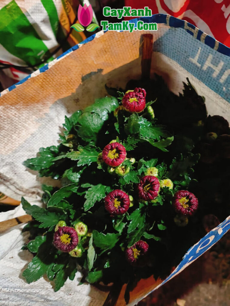 Cây hoa cúc đại đoá - Đặc điểm, giá bán, ý nghĩa, công dụng, cách trồng ...