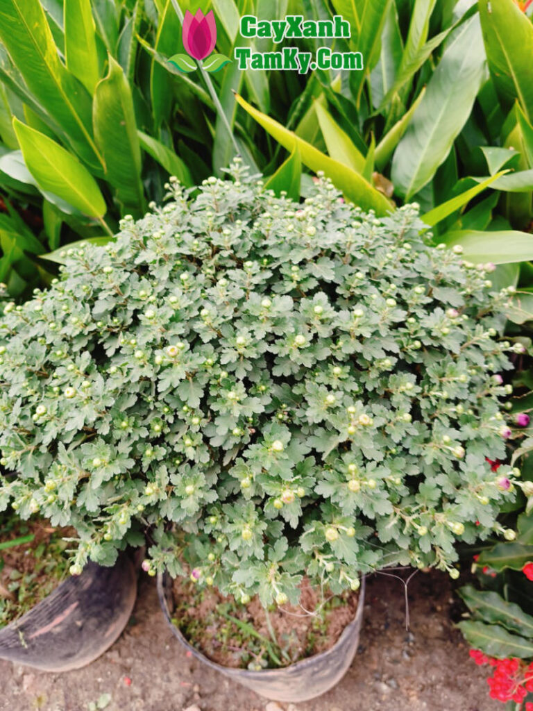 Cây cúc hàn tree - Cây Xanh Tam Kỳ