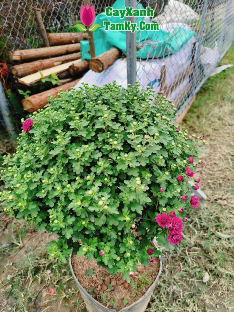 Cây cúc hàn tree - Cây Xanh Tam Kỳ