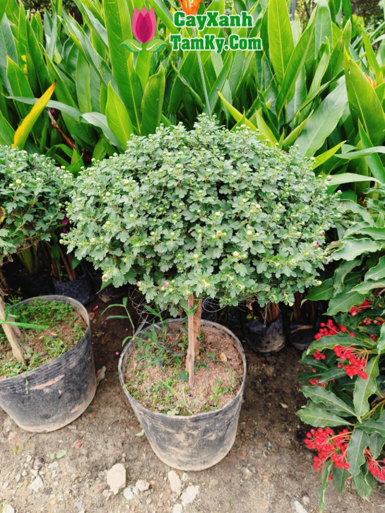 Cây cúc hàn tree - Cây Xanh Tam Kỳ