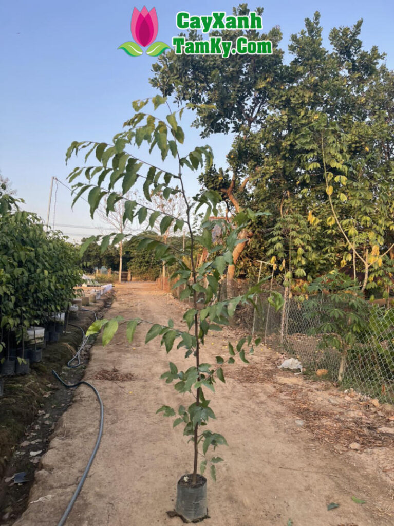 Cây sao đen - Đặc điểm, ý nghĩa, công dụng, cách trồng và chăm sóc cây ...