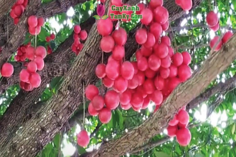 Cây dâu da - Đặc điểm, công dụng, cách trồng và chăm sóc cây dâu da ...