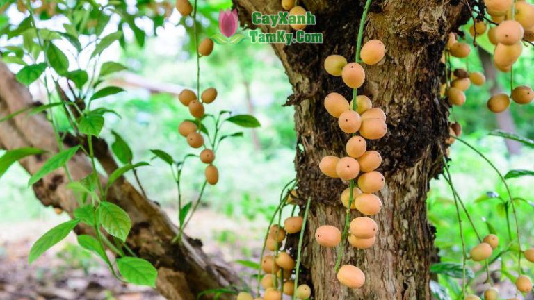 Cây dâu da - Đặc điểm, công dụng, cách trồng và chăm sóc cây dâu da ...