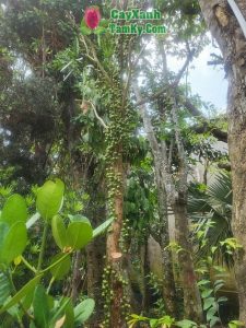 Cây dâu da - Đặc điểm, công dụng, cách trồng và chăm sóc cây dâu da ...